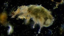 Mites: Different Types, Bites, and How to Get Rid of Them