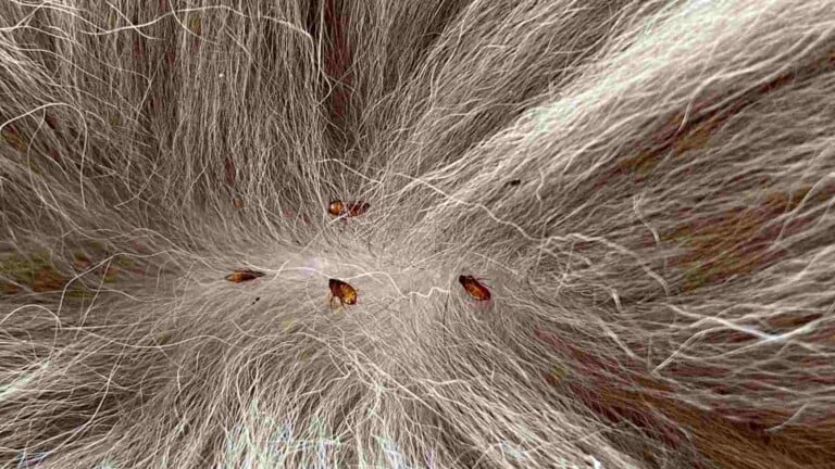 Flea Eggs: What Do They Look Like and How to Get Rid of Them