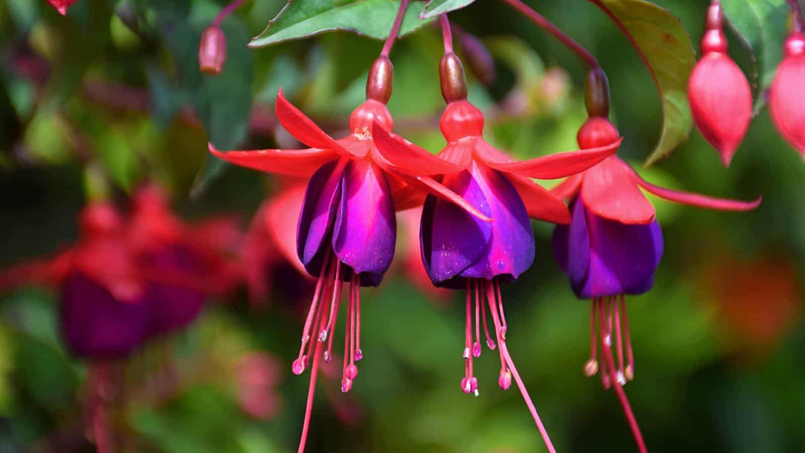 97 Purple Flowers (with Photos & Names) for Your Home & Garden