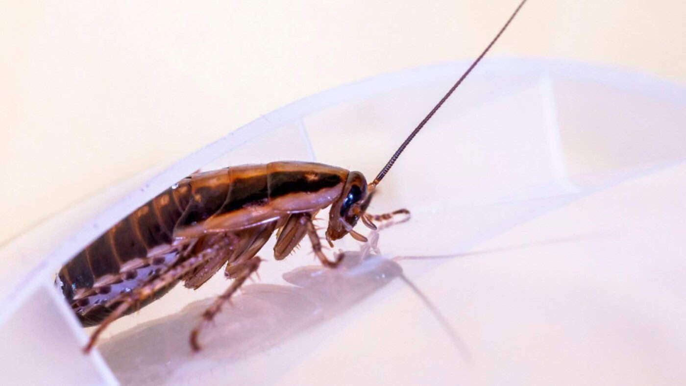 German Cockroach: How to Identify and Get Rid of Them