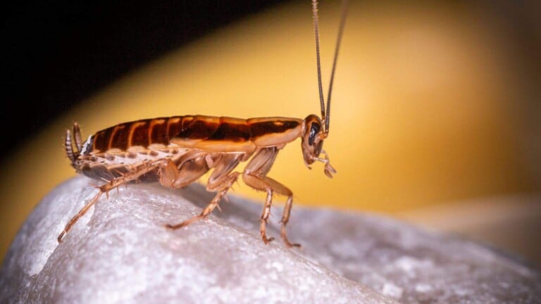 German Cockroach: How to Identify and Get Rid of Them