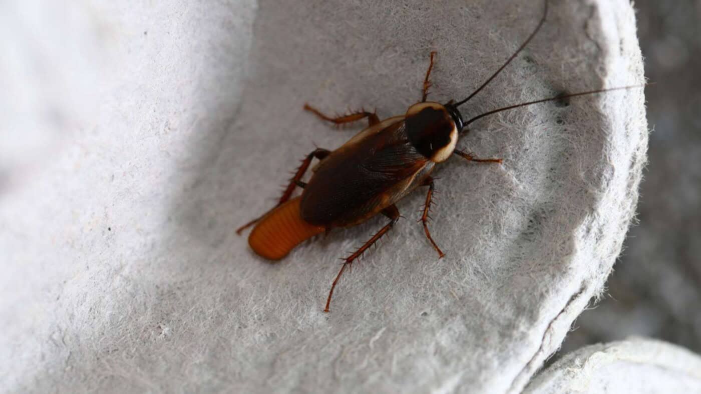 German Cockroach: How to Identify and Get Rid of Them