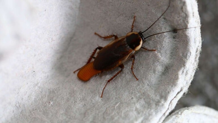 German Cockroach: How to Identify and Get Rid of Them