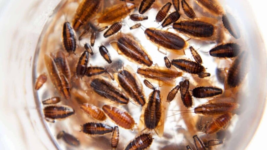 German Cockroach: How to Identify and Get Rid of Them