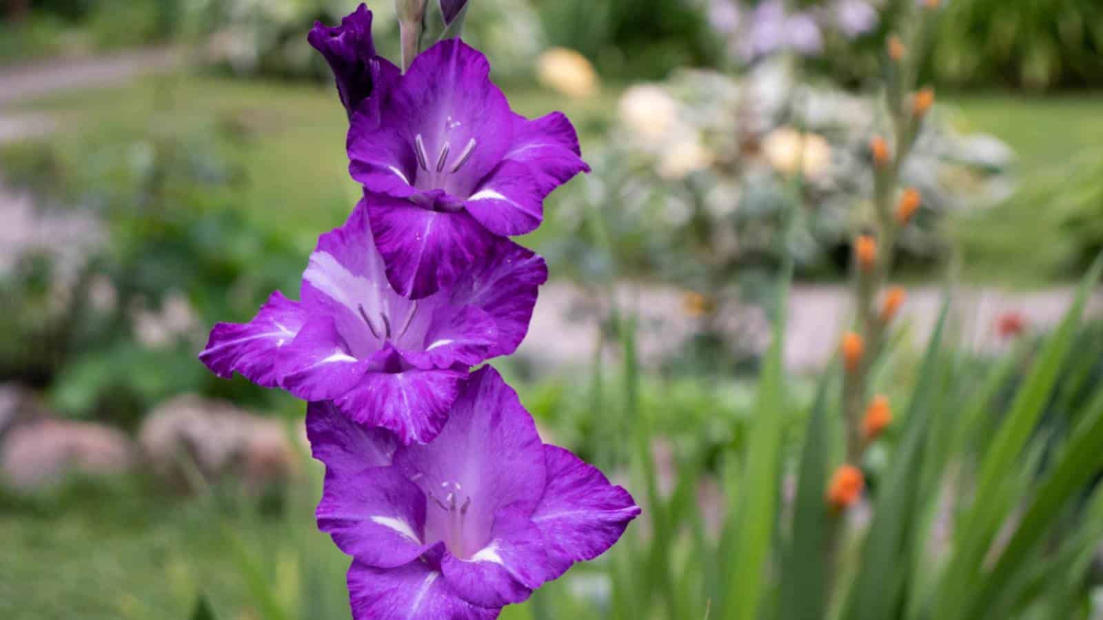 97 Purple Flowers (with Photos & Names) for Your Home & Garden