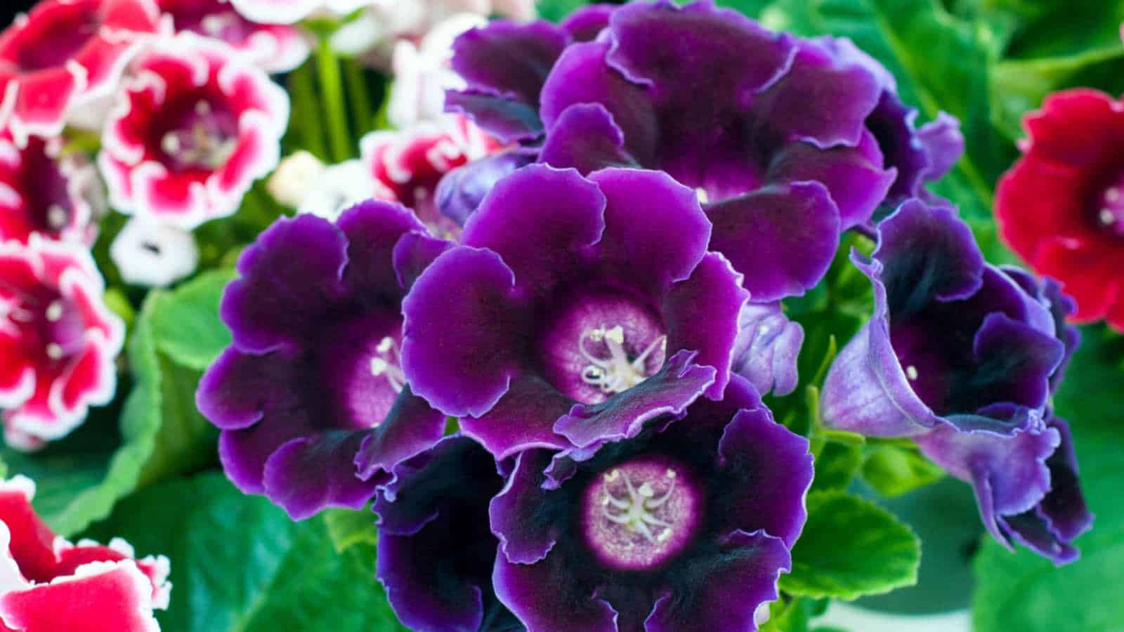 97 Purple Flowers (with Photos & Names) for Your Home & Garden