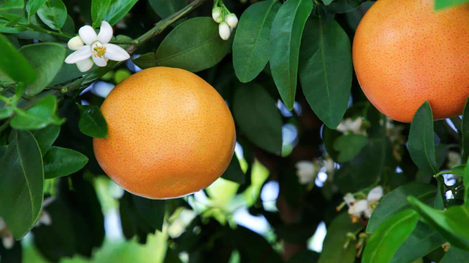 The Best Fast-Growing Fruit Trees for Your Garden - Complete List