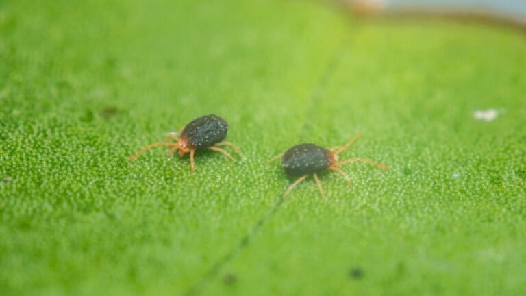 Tiny Red Bugs: Complete Guide to Clover Mites in 2024 | Planet Natural