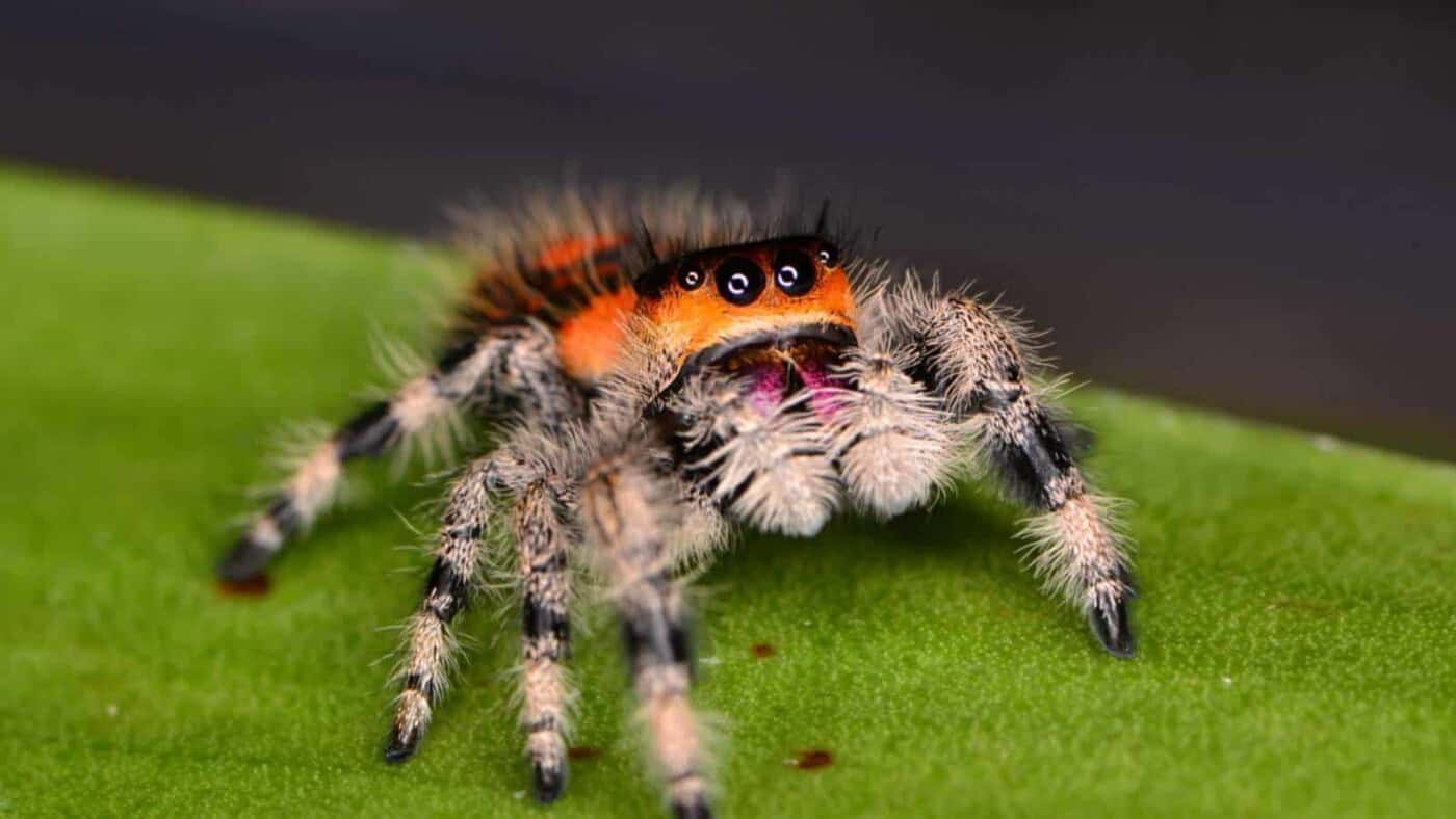 Jumping Spider: Everything You Need to Know + 7 Facts!