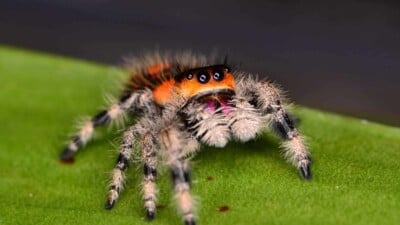 Jumping Spider: Everything You Need to Know + 7 Facts!