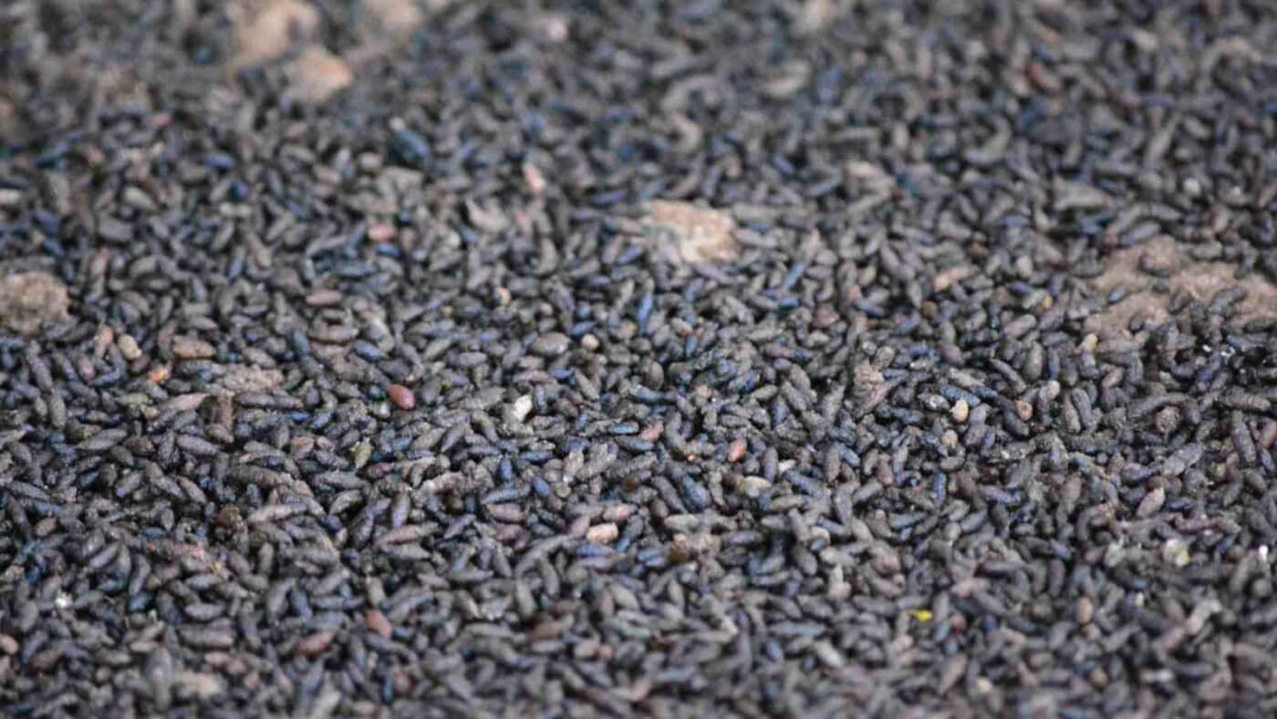 Guano: What Is It + How to Use It in Your Home Gardens