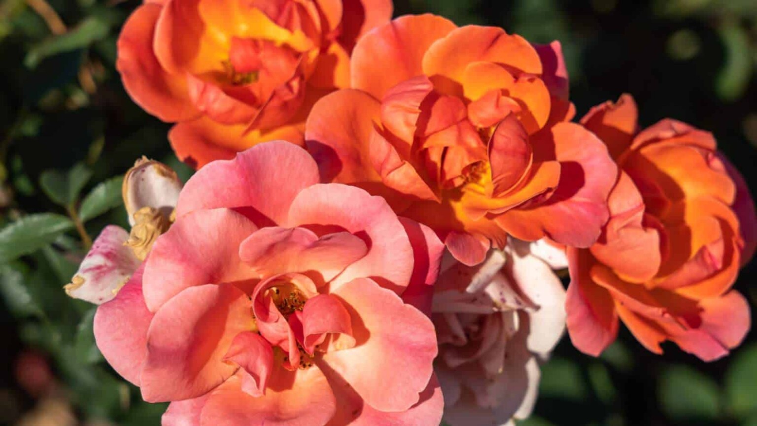 The Art of Lazy Landscaping: 15 Tips for a Stunning Yard