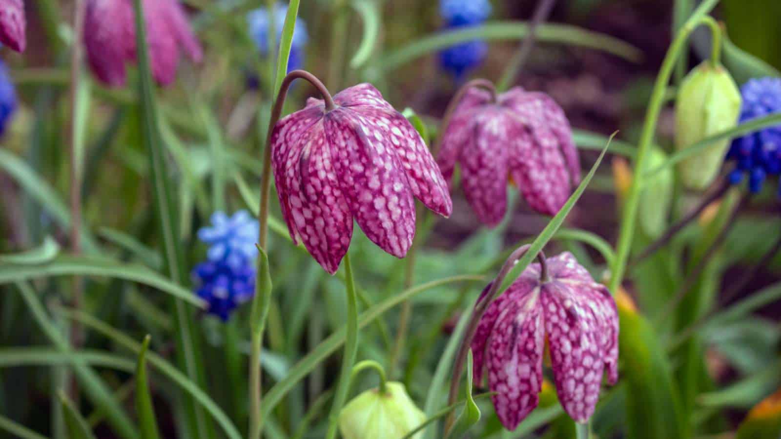 Flowers That Look Like Bells