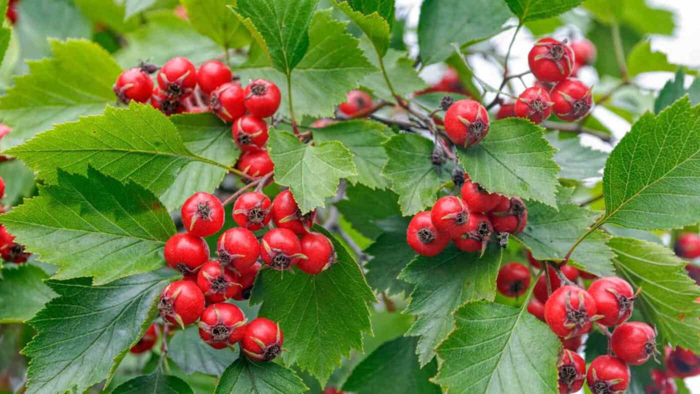 Edible Tree Leaves: 11 Trees That Offer Delicious Leafy Goodness