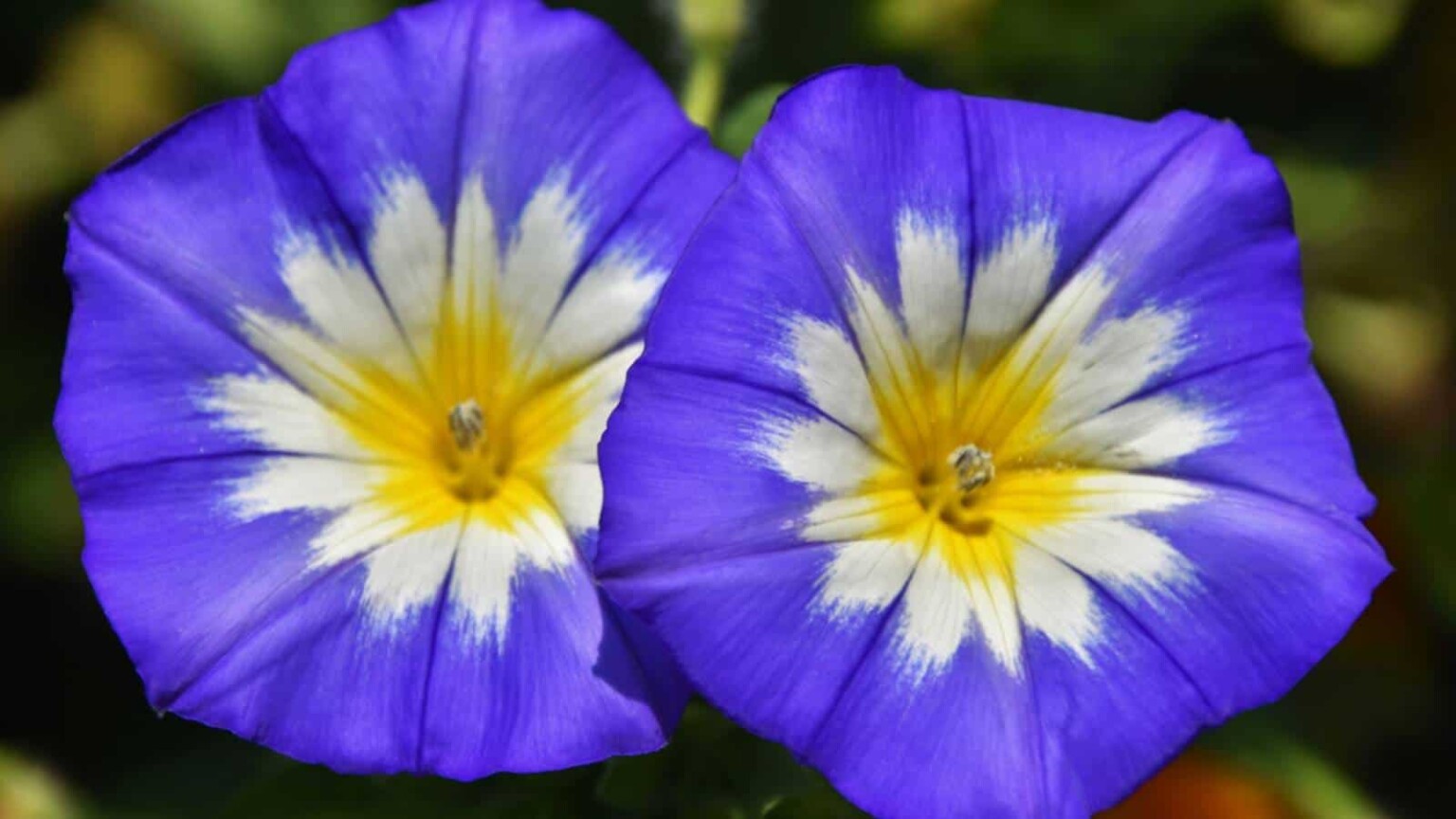 Morning Glory Varieties: 15 Stunning Types for Your Garden
