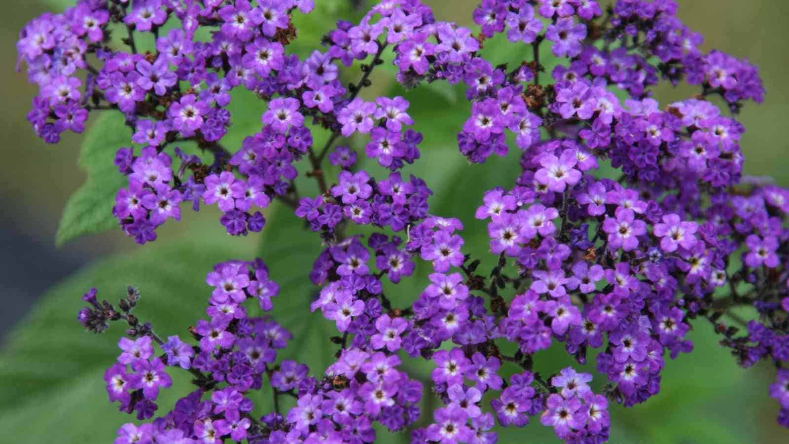 97 Purple Flowers (with Photos & Names) for Your Home & Garden