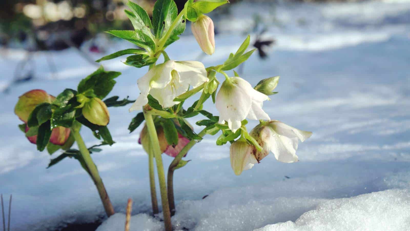 Winter Garden Magic: 15 Annual Flowers to Brighten Your Garden’s Cold Days