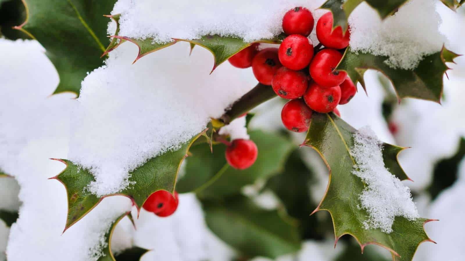 Deck the Halls with Greenery: 13 Must-Have Holiday Plants