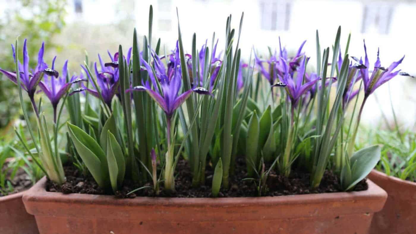 Grass-Like Wonders: Top 16 Choices for Container Planting