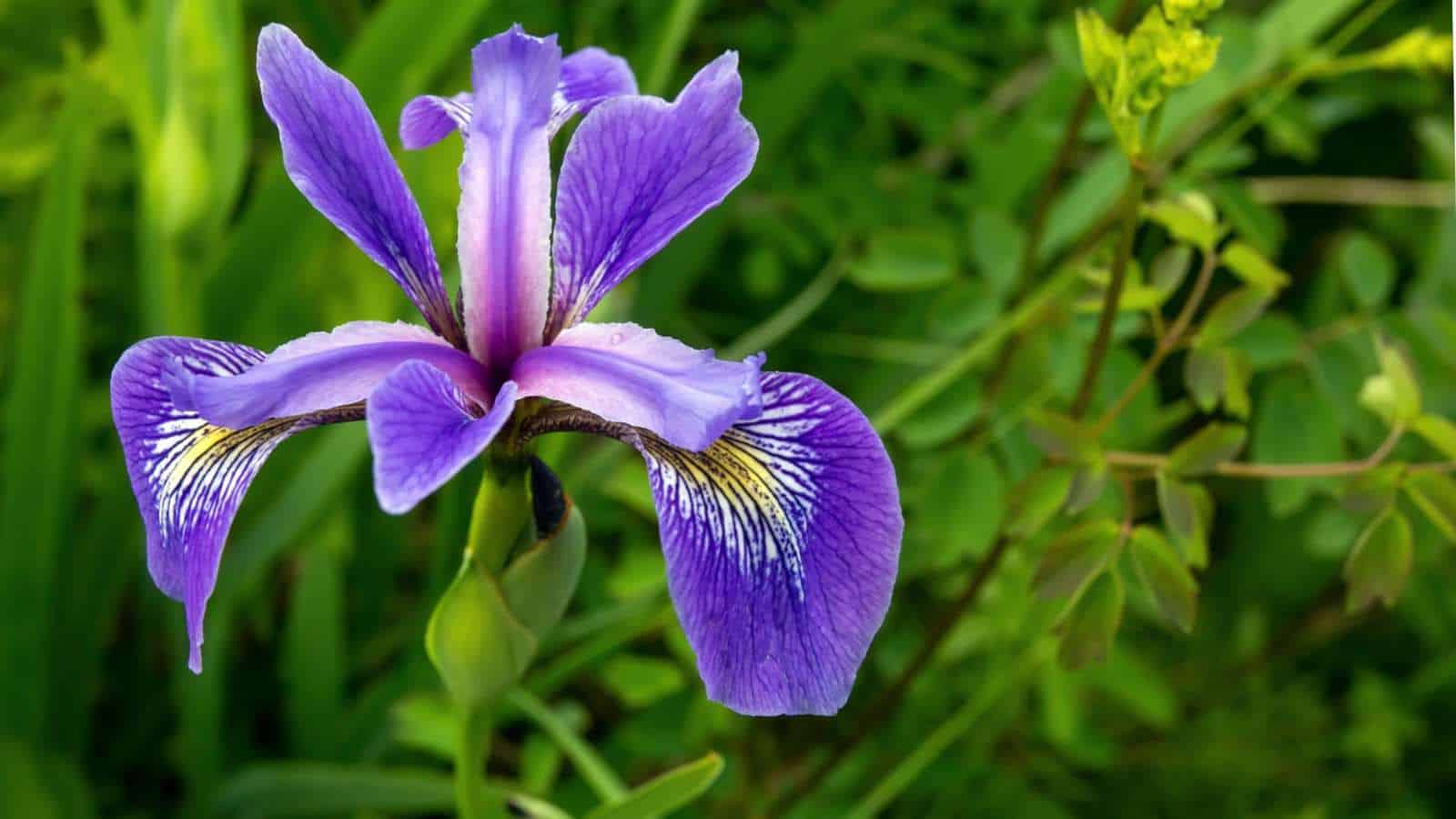 97 Purple Flowers (with Photos & Names) for Your Home & Garden