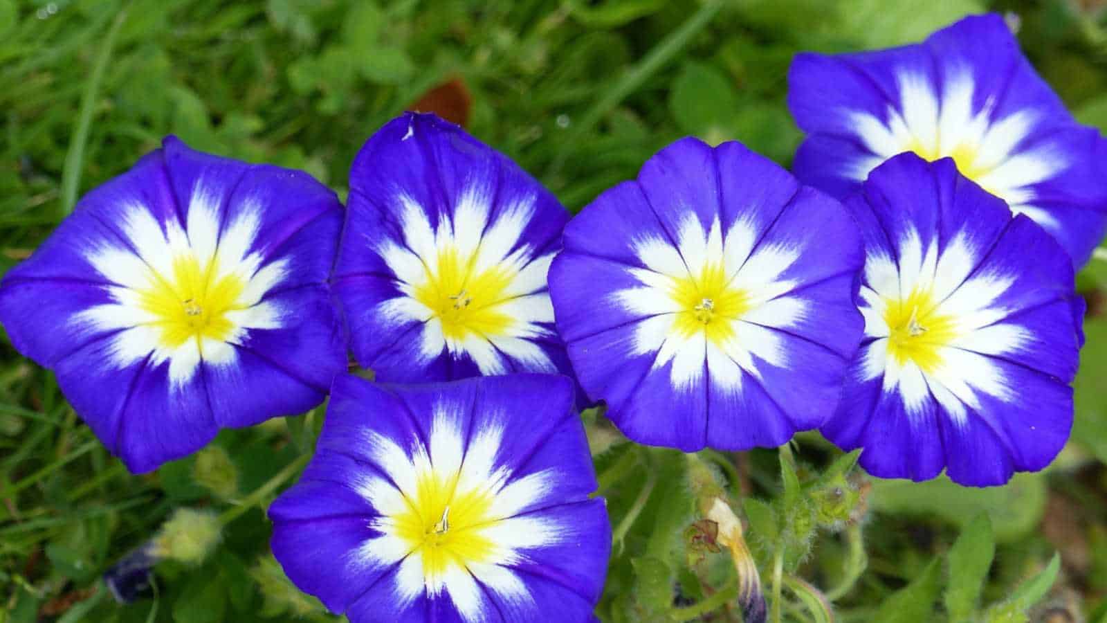 Morning Glory Varieties: 15 Stunning Types for Your Garden