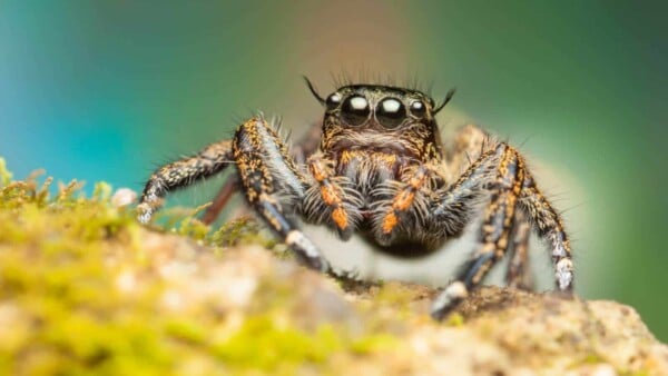 Jumping Spider: Everything You Need to Know + 7 Facts!