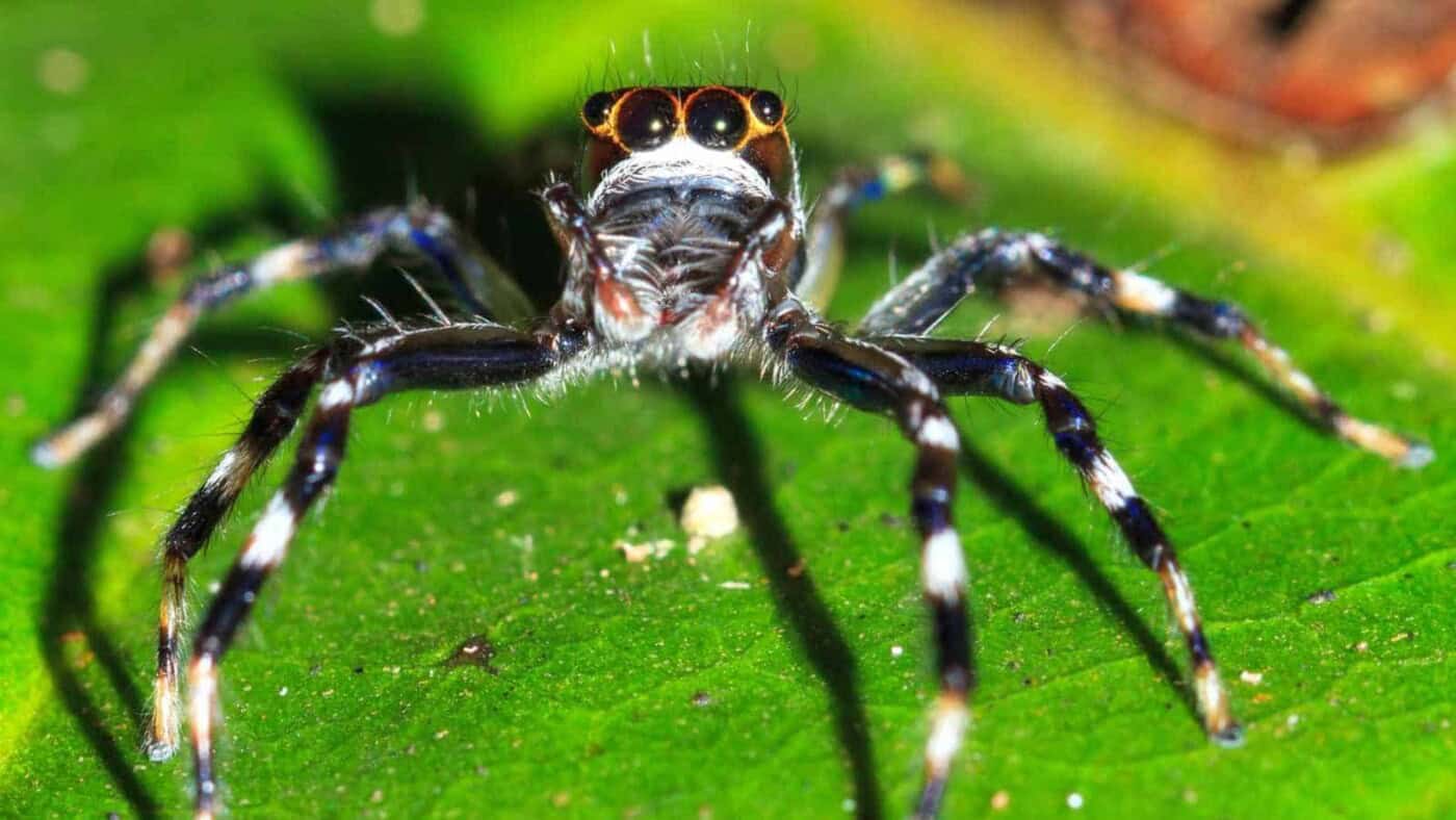 Jumping Spider: Everything You Need to Know + 7 Facts!