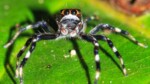 Jumping Spider: Everything You Need to Know + 7 Facts!