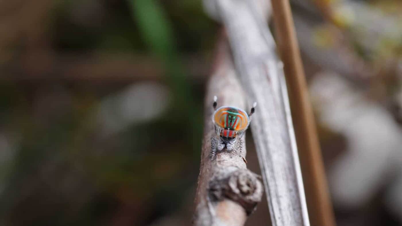 Jumping Spider: Everything You Need to Know + 7 Facts!