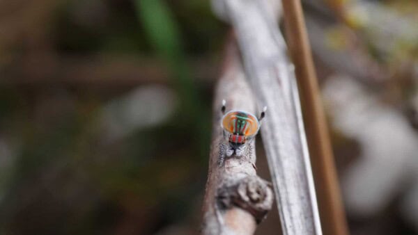 Jumping Spider: Everything You Need to Know + 7 Facts!