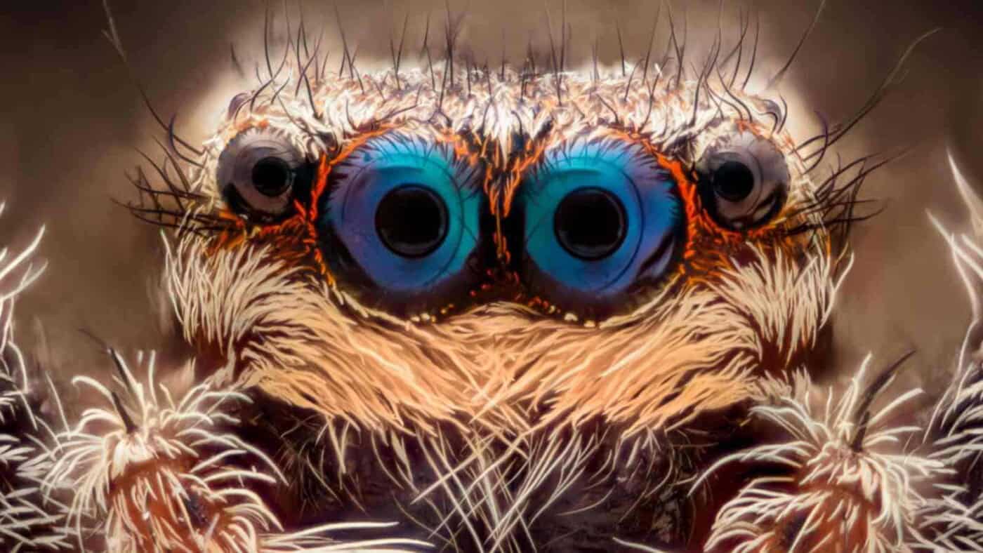 Jumping Spider: Everything You Need to Know + 7 Facts!