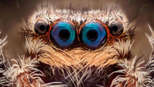 Jumping Spider: Everything You Need to Know + 7 Facts!