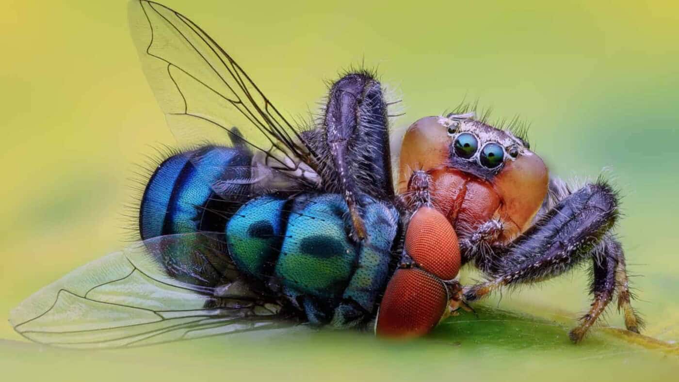 Jumping Spider: Everything You Need to Know + 7 Facts!