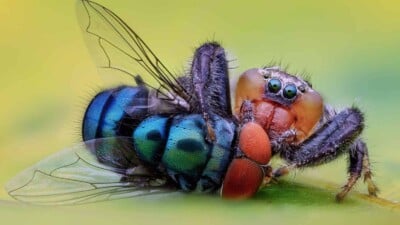 Jumping Spider: Everything You Need to Know + 7 Facts!