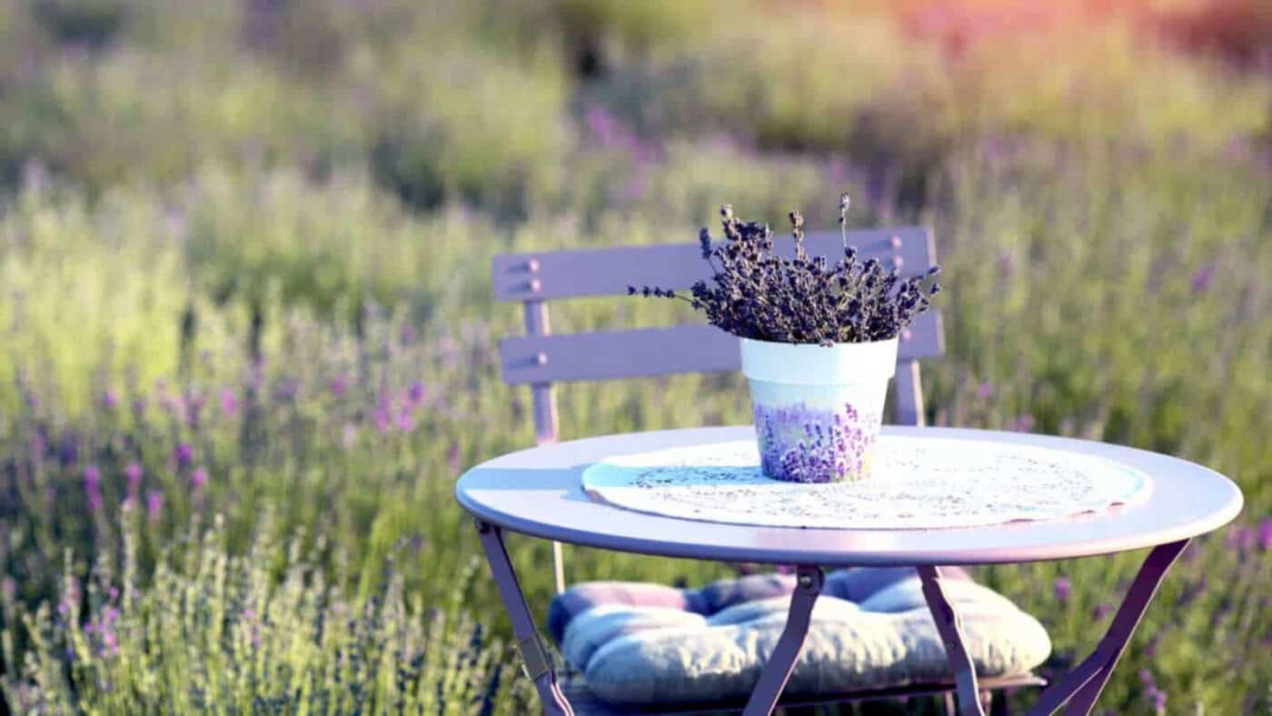 Petals of Positivity: Beautify Your Space with these Flowers