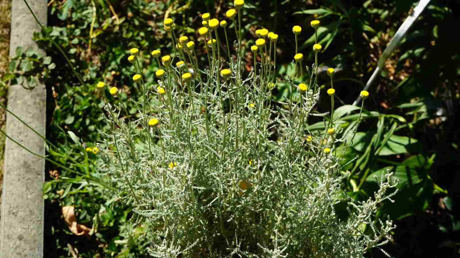 97 Purple Flowers (with Photos & Names) for Your Home & Garden