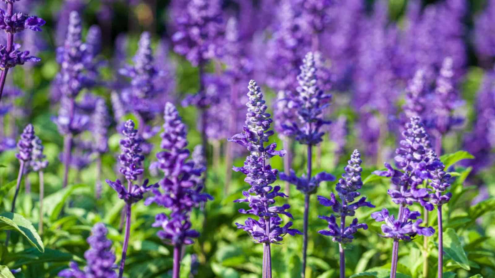 Names Of Purple Flowers Purple Colour Flower Names A List To Make