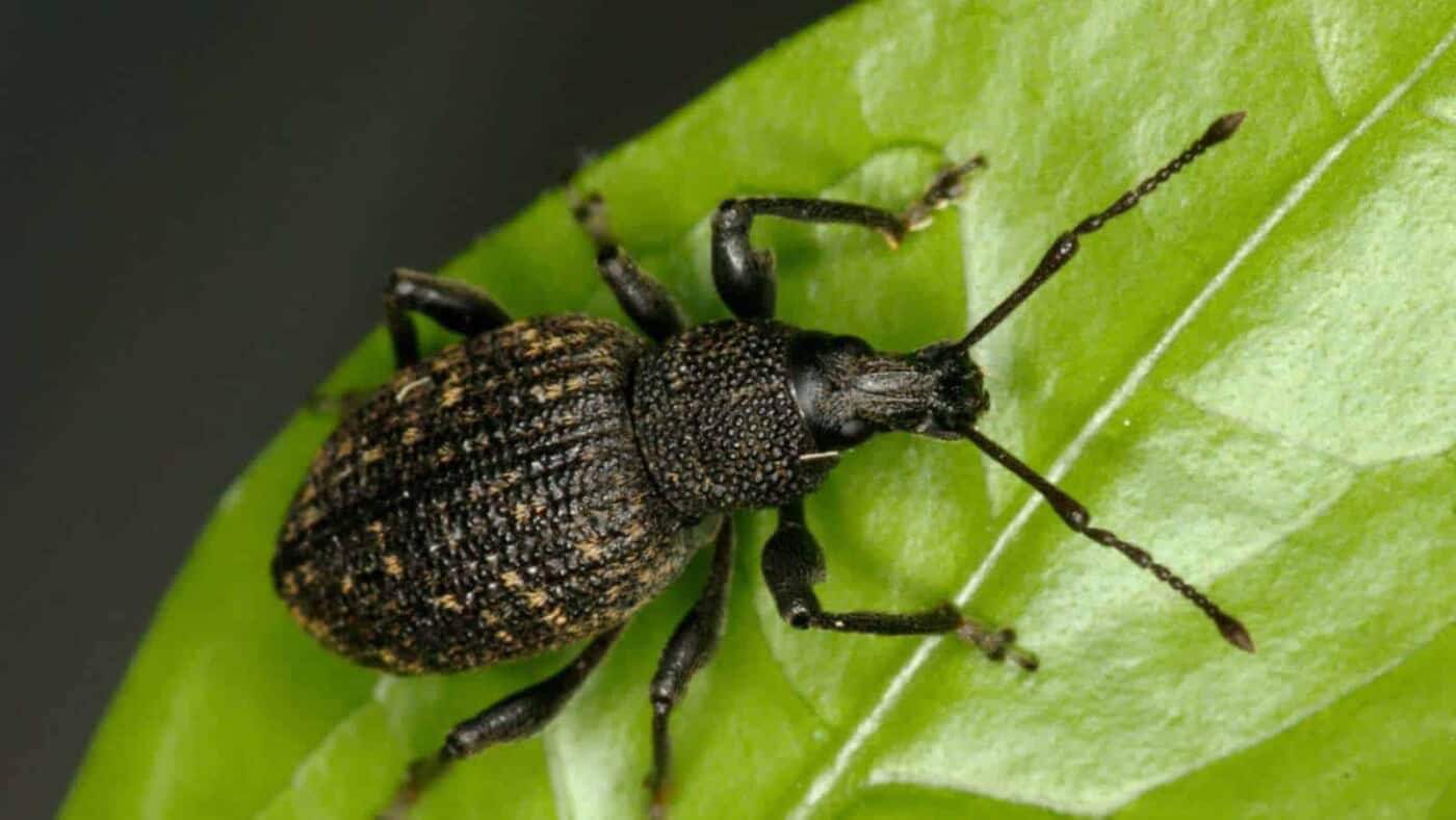 What is a Weevil? And How to Identify and Get Rid of Them