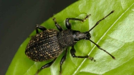 What is a Weevil? And How to Identify and Get Rid of Them