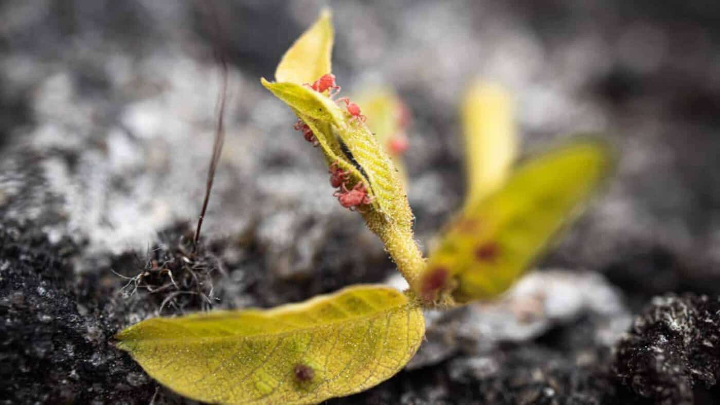 Tiny Red Bugs: Complete Guide to Clover Mites in 2024 | Planet Natural