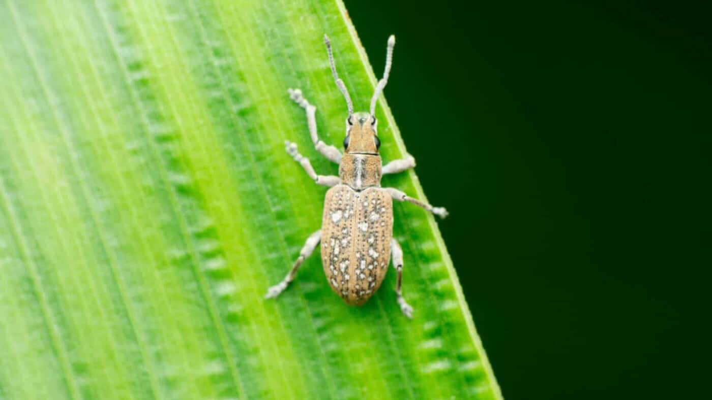What is a Weevil? And How to Identify and Get Rid of Them