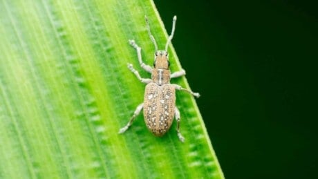 What is a Weevil? And How to Identify and Get Rid of Them