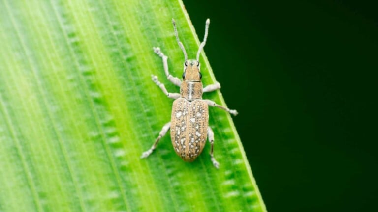 What is a Weevil? And How to Identify and Get Rid of Them