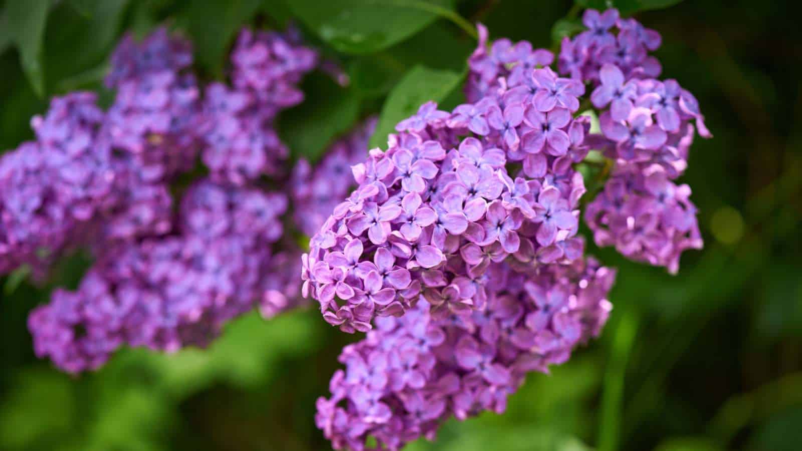 97 Purple Flowers (with Photos & Names) for Your Home & Garden
