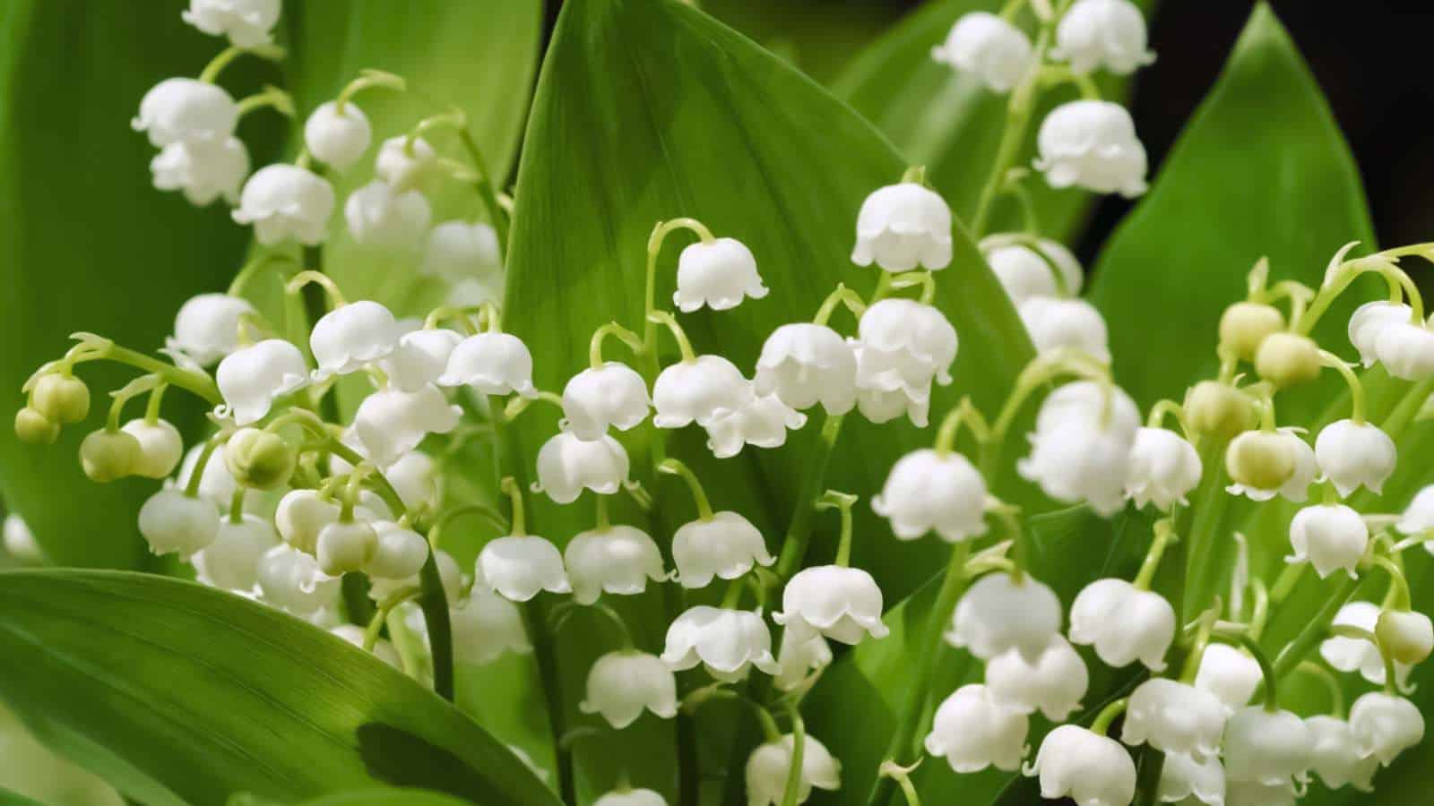 15 Flowers That Look Like Bells to Elevate Your Outdoor Space