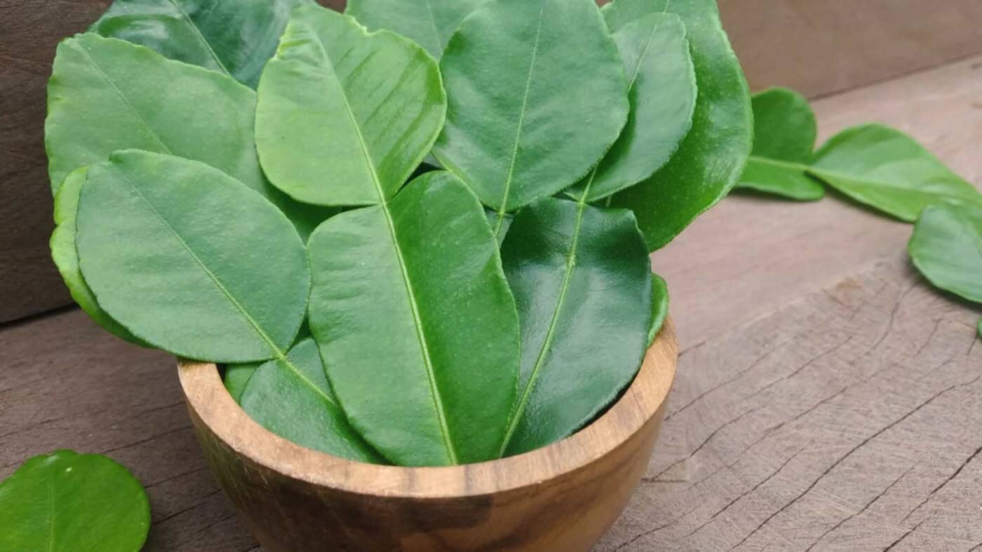 Edible Tree Leaves: 11 Trees That Offer Delicious Leafy Goodness
