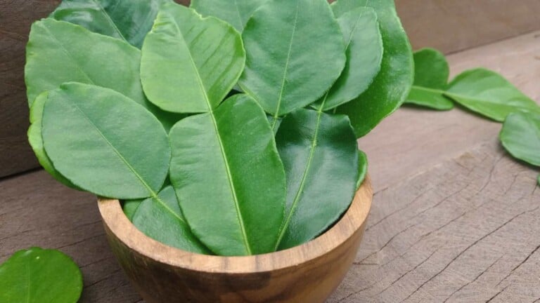 Edible Tree Leaves: 11 Trees That Offer Delicious Leafy Goodness