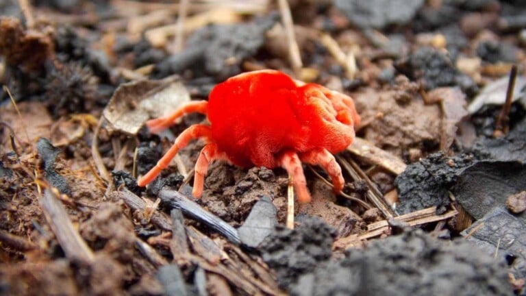 Tiny Red Bugs: Complete Guide to Clover Mites in 2024 | Planet Natural