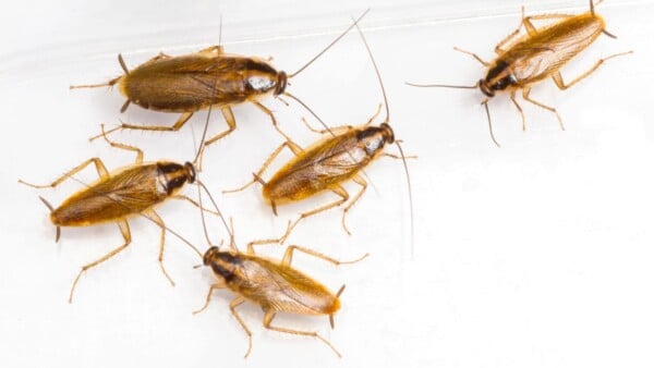 German Cockroach: How to Identify and Get Rid of Them