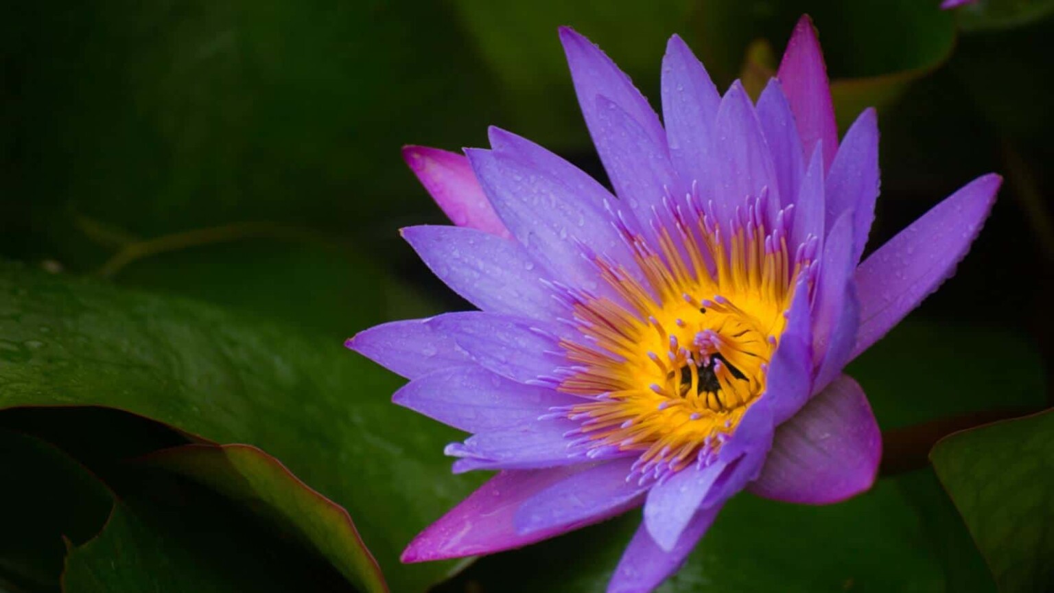 Rootless Radiance: 12 Flowers That Defy Soil Norms